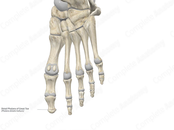 Distal Phalanx of Great Toe | Complete Anatomy