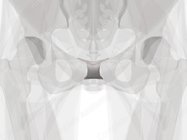 Pubic Symphysis | Complete Anatomy