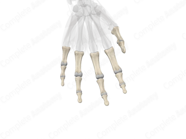 Phalanges of Hand (Left) | Complete Anatomy