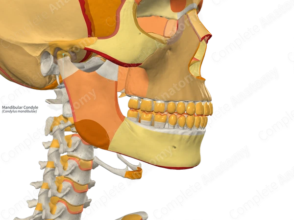 Mandibular Condyle (Right) | Complete Anatomy