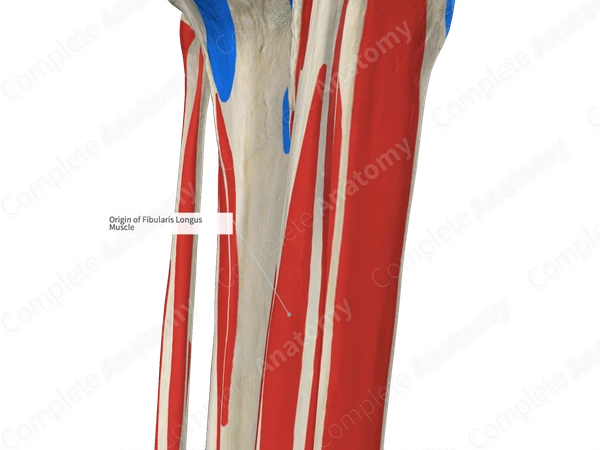 Origin of Fibularis Longus Muscle | Complete Anatomy