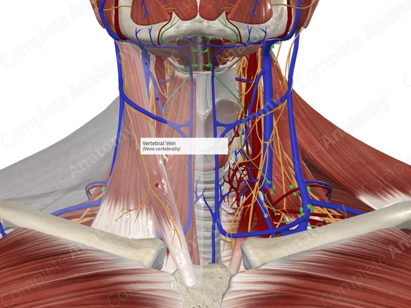 Vertebral Vein Anatomy BOARD Venous Plexuses Of The Vertebral Canal