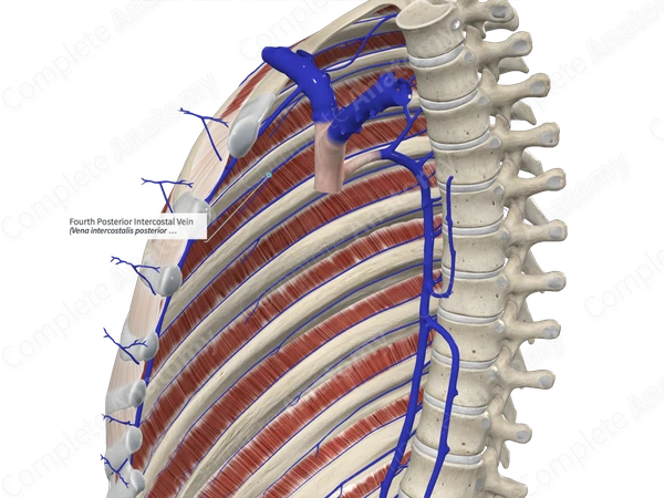 Fourth Posterior Intercostal Vein | Complete Anatomy