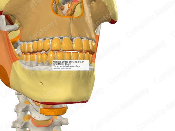 Mesial Surface of Mandibular First Molar Tooth | Complete Anatomy
