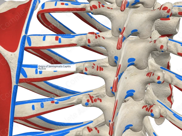 Origin of Semispinalis Capitis Muscle | Complete Anatomy