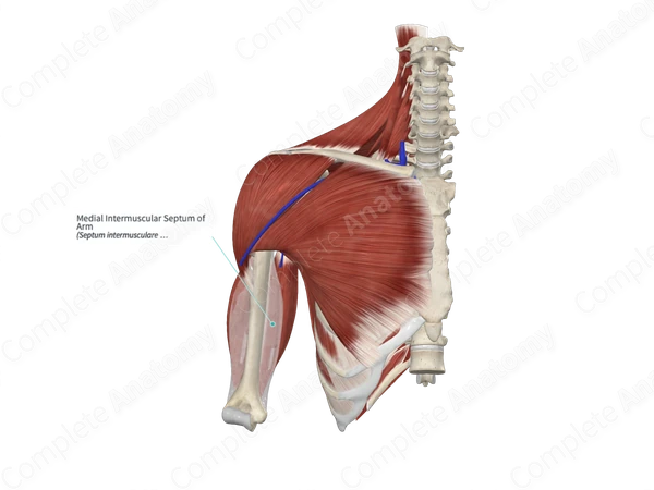 Medial Intermuscular Septum of Arm | Complete Anatomy