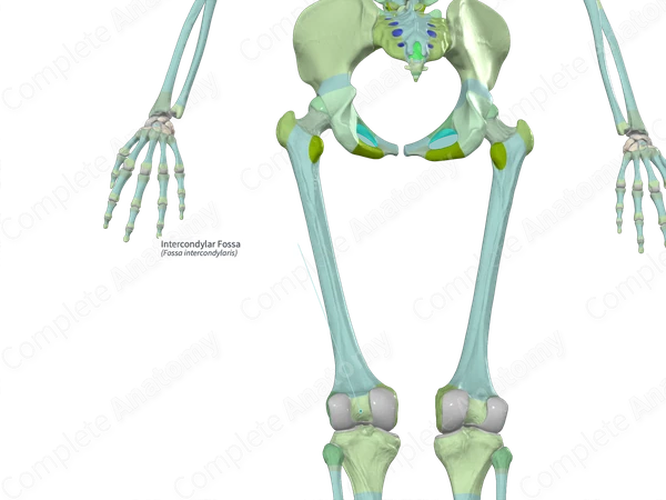 Intercondylar Fossa | Complete Anatomy