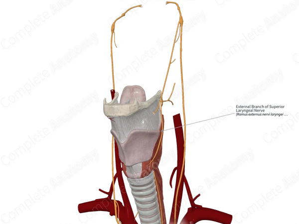 Laryngeal Nerve Anatomy
