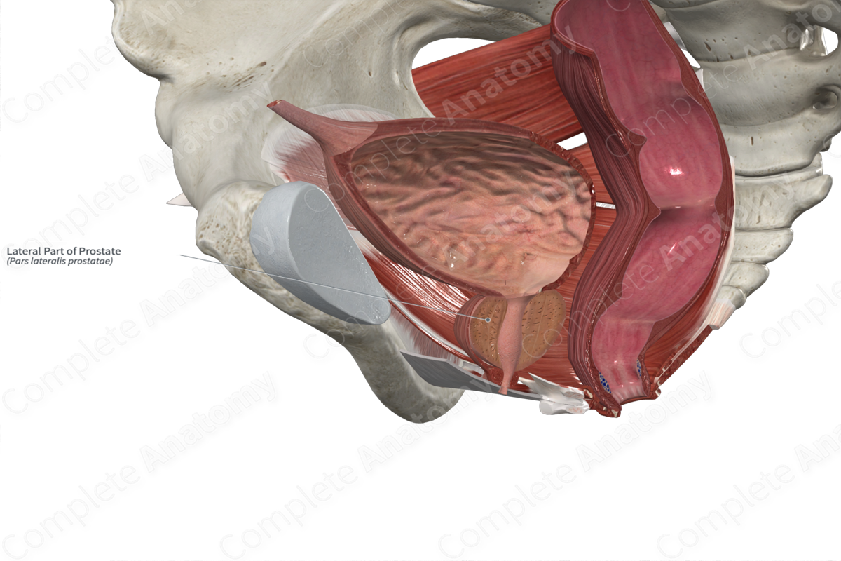 Lateral Part of Prostate | Complete Anatomy