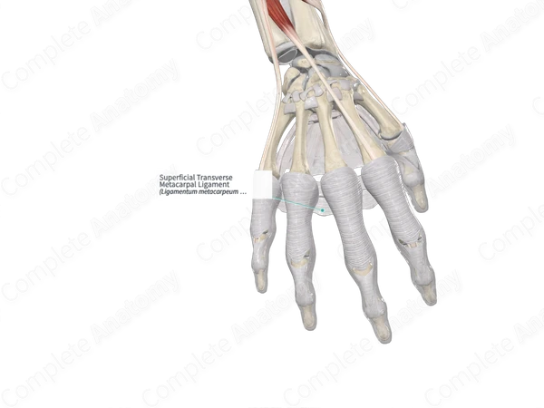 Superficial Transverse Metacarpal Ligament | Complete Anatomy