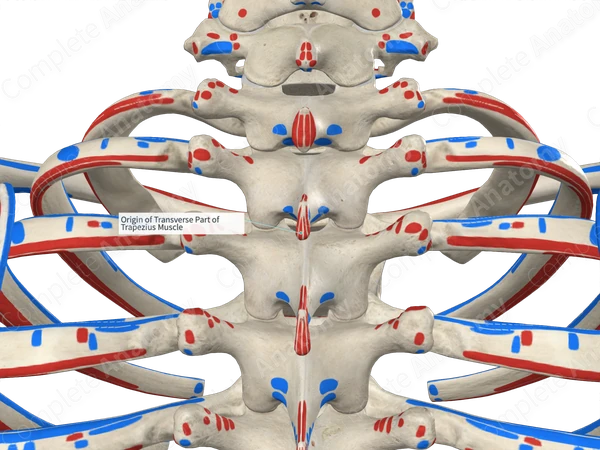 Origin of Transverse Part of Trapezius Muscle | Complete Anatomy