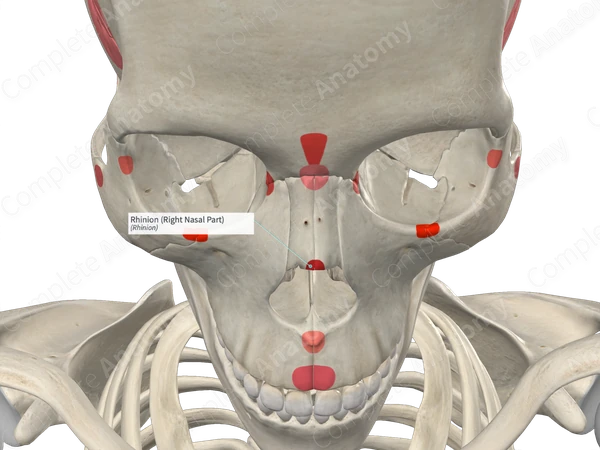 Rhinion (Right Nasal Part) | Complete Anatomy