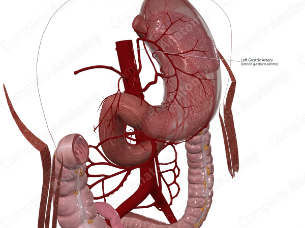 Left Gastric Artery | Complete Anatomy