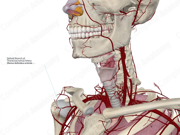 Deltoid Branch of Thoracoacromial Artery | Complete Anatomy
