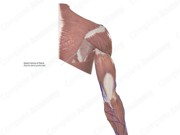 Deep Fascia of Back | Complete Anatomy