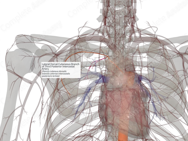 Lateral Dorsal Cutaneous Branch of Third Posterior Intercostal Artery ...