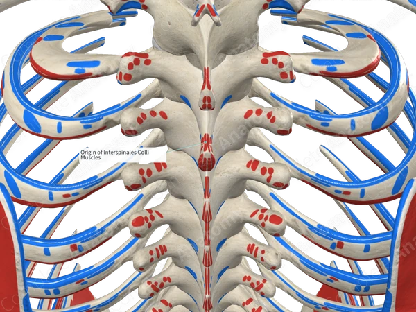 Origin of Interspinales Colli Muscles | Complete Anatomy