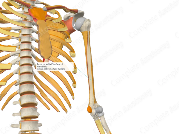 Anteromedial Surface of Humerus | Complete Anatomy