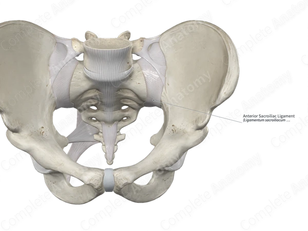Anterior Sacroiliac Ligament | Complete Anatomy