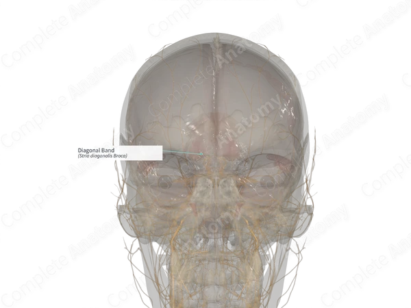 Diagonal Band (Right) | Complete Anatomy