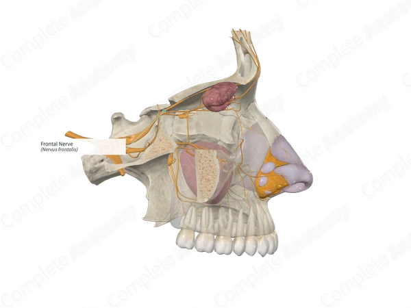 Frontal Nerve | Complete Anatomy