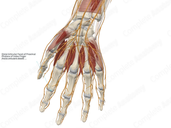 Distal Articular Facet of Proximal Phalanx of Index Finger | Complete ...