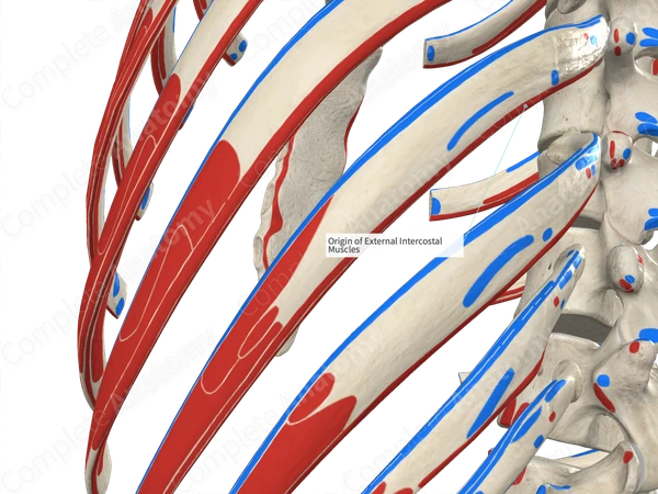 Origin of External Intercostal Muscles | Complete Anatomy