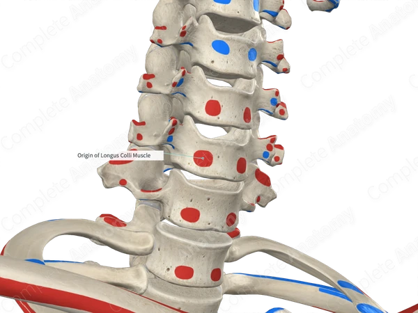 Origin of Longus Colli Muscle | Complete Anatomy