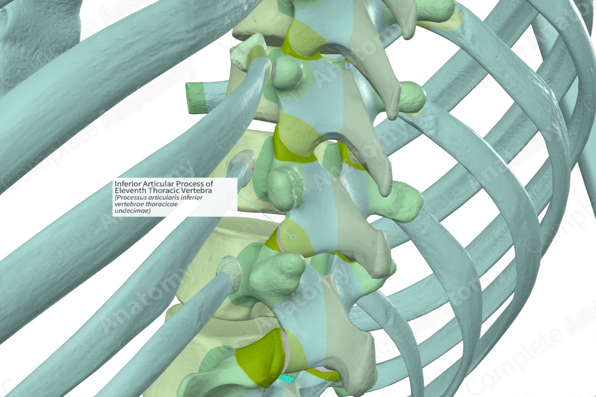 Inferior Articular Process Of Eleventh Thoracic Vertebra Right