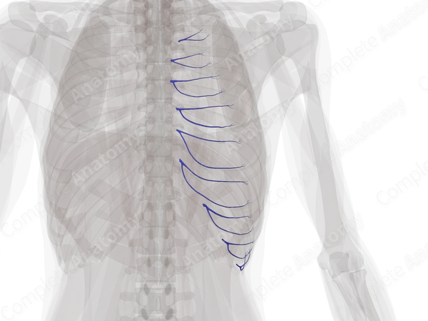 Anterior Intercostal Veins (Left) | Complete Anatomy
