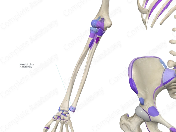 Head of Ulna | Complete Anatomy
