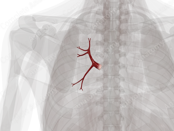 Pulmonary Veins of Superior and Middle Lobes of Right Lung | Complete ...