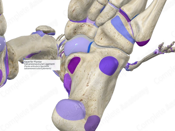 Facet for Plantar Calcaneonavicular Ligament | Complete Anatomy