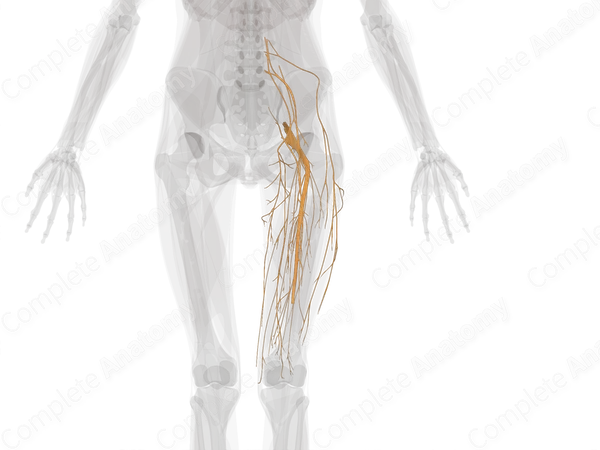 Nerves of Femoral Region (Left) | Complete Anatomy