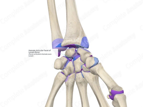 Hamate Articular Facet of Lunate Bone | Complete Anatomy