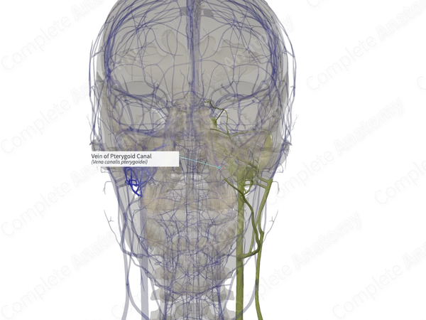 Vein of Pterygoid Canal (Right) | Complete Anatomy