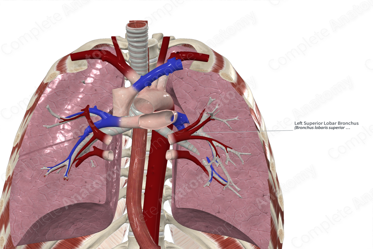 Left Superior Lobar Bronchus Complete Anatomy