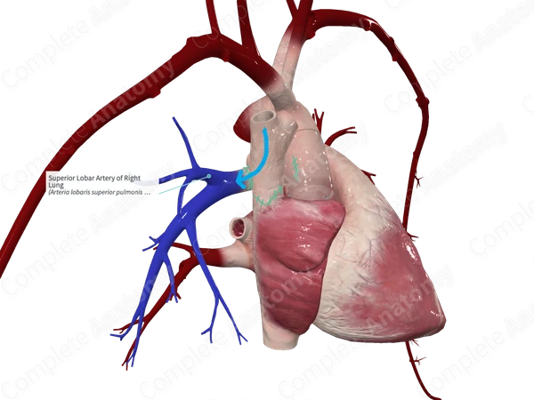 Superior Lobar Artery of Right Lung | Complete Anatomy