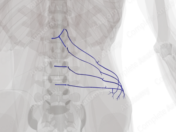 Lumbar Veins (Left) | Complete Anatomy