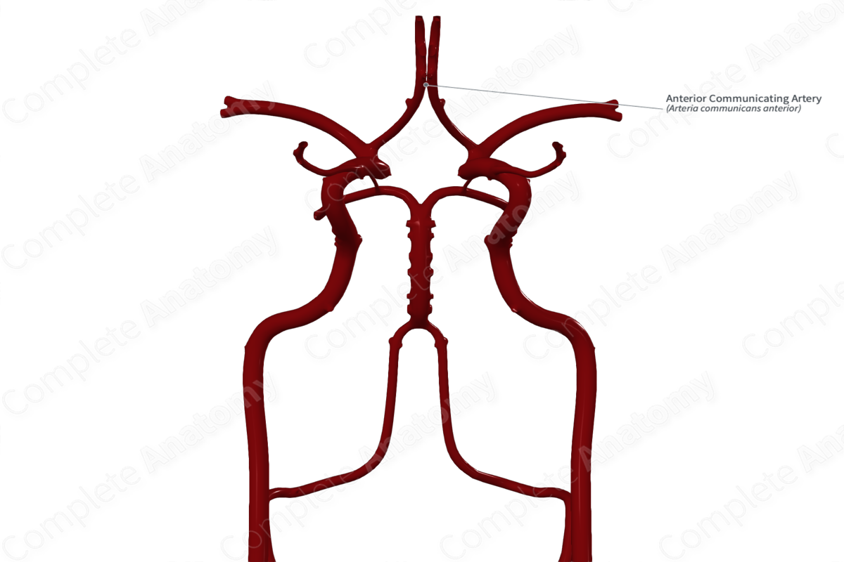 Anterior Communicating Artery Complete Anatomy
