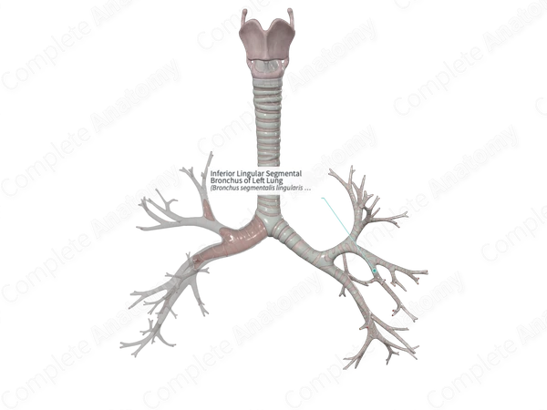 Inferior Lingular Segmental Bronchus of Left Lung | Complete Anatomy