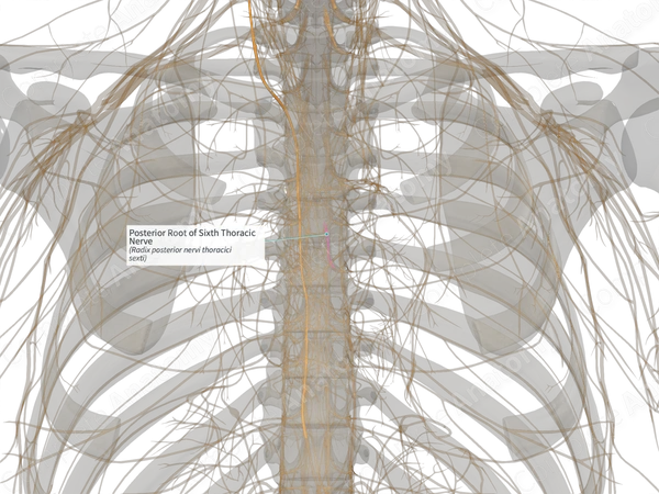 Posterior Root of Sixth Thoracic Nerve (Left) | Complete Anatomy