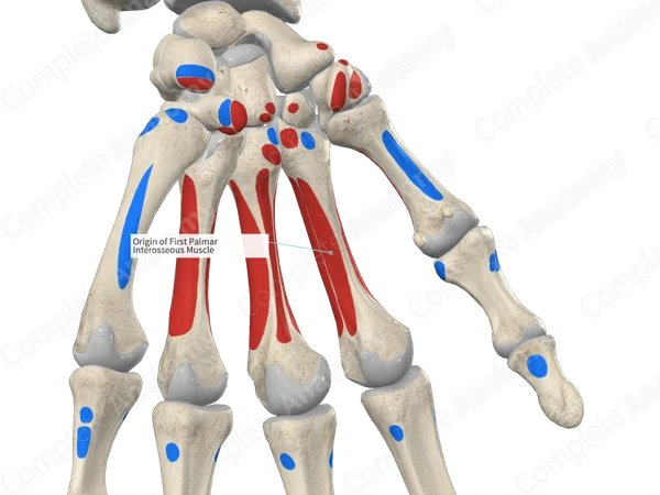 Origin of First Palmar Interosseous Muscle | Complete Anatomy