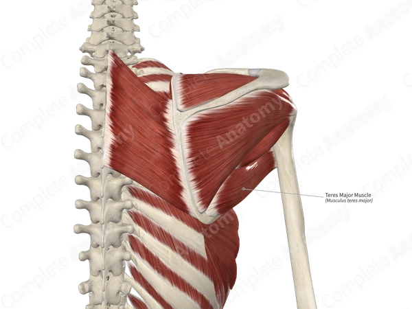 Teres Major Muscle | Complete Anatomy