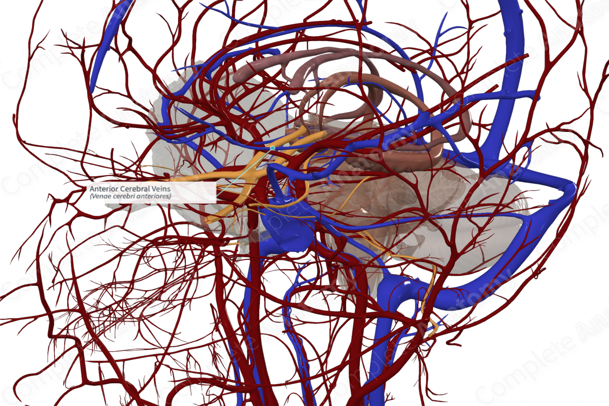 Anterior Cerebral Veins Complete Anatomy