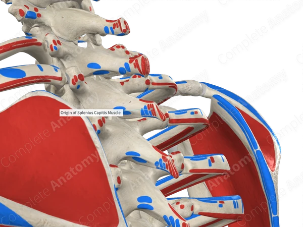 Origin of Splenius Capitis Muscle | Complete Anatomy
