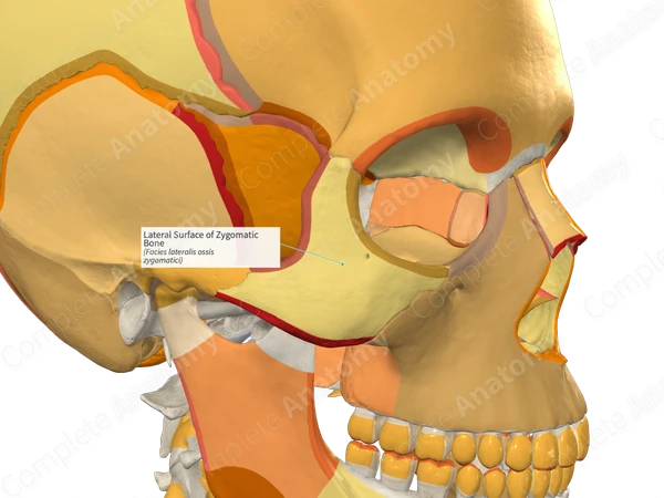 Lateral Surface of Zygomatic Bone | Complete Anatomy