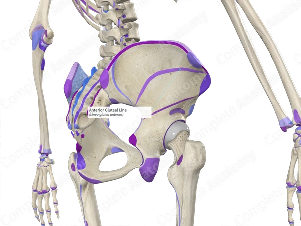 Anterior Gluteal Line | Complete Anatomy