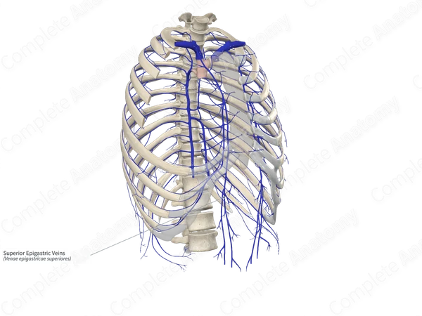 Superior Epigastric Veins | Complete Anatomy