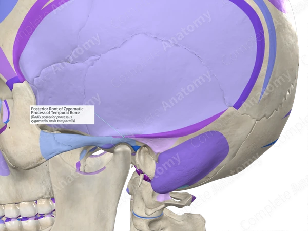 Posterior Root of Zygomatic Process of Temporal Bone | Complete Anatomy